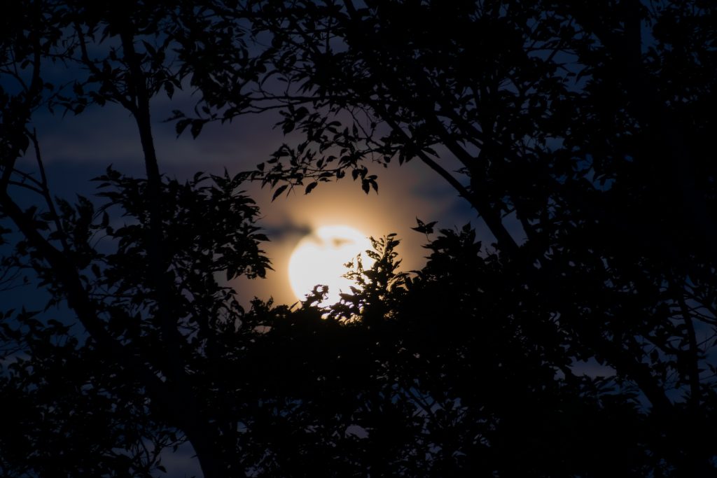 Moon view through the tree - PixaHive