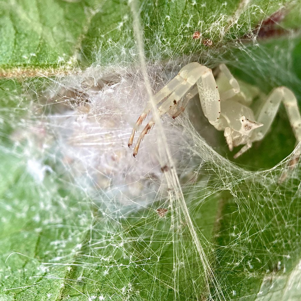 Mother spider protecting hundreds of babies - PixaHive