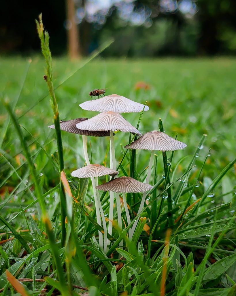 Mushroom blooming in green field - PixaHive