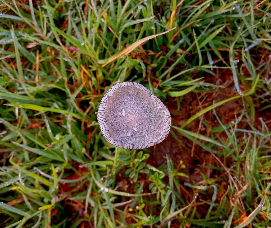 Mushroom head - PixaHive