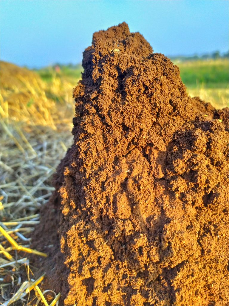 Mud macro view - PixaHive