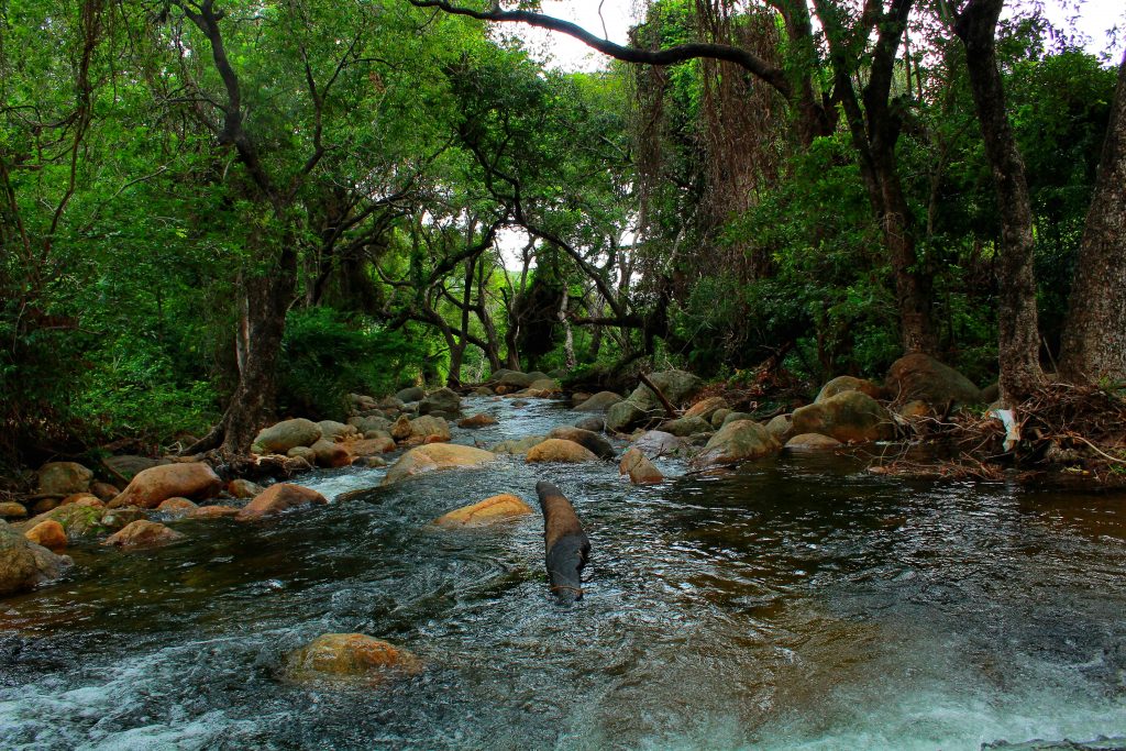 A river flowing through a jungle - PixaHive
