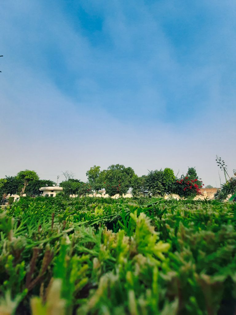 Plants in a field - PixaHive