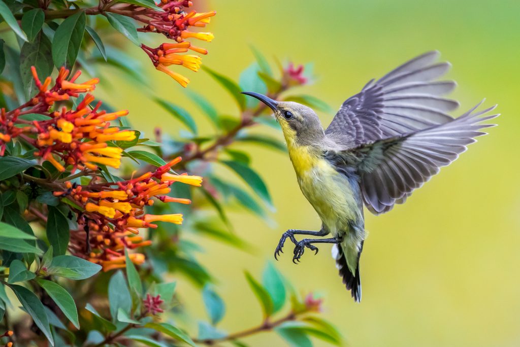 Nectar Love - PixaHive