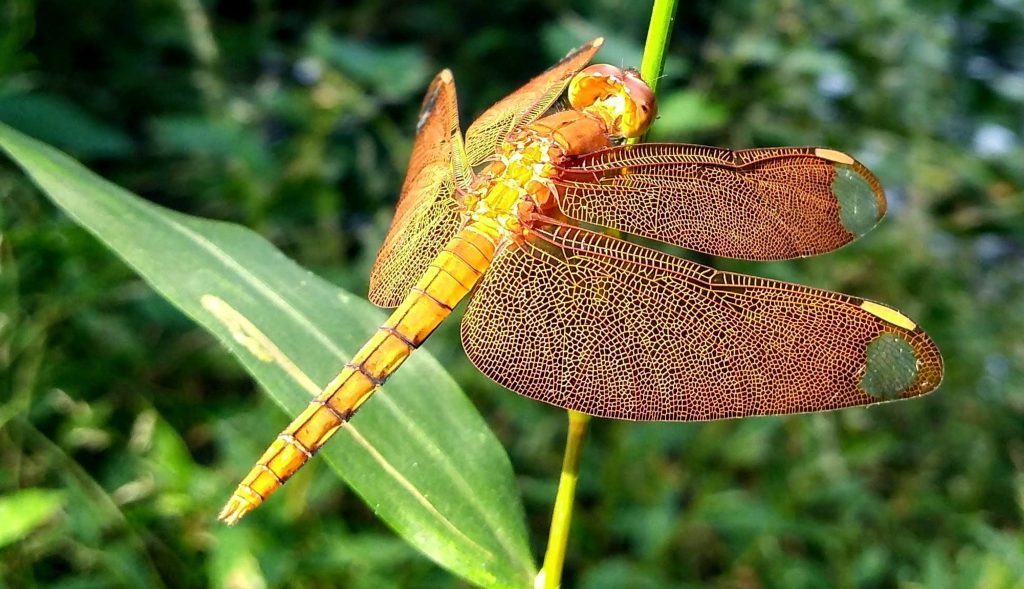 Net wing dragonfly - PixaHive