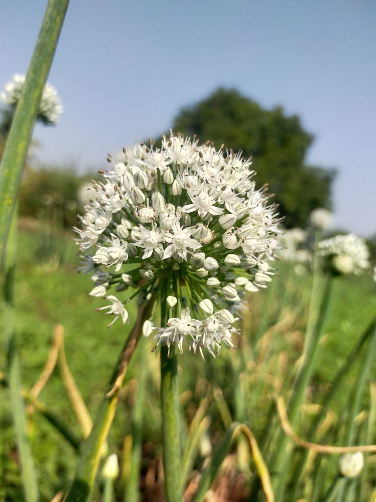 Onion plant flower - PixaHive