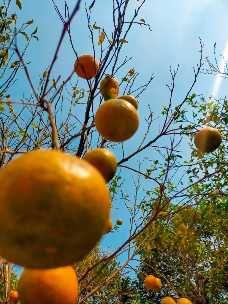 Orange tree - PixaHive