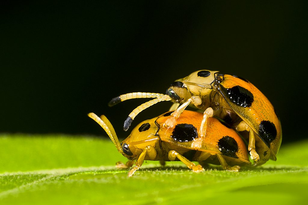 Two insects on leaf - PixaHive