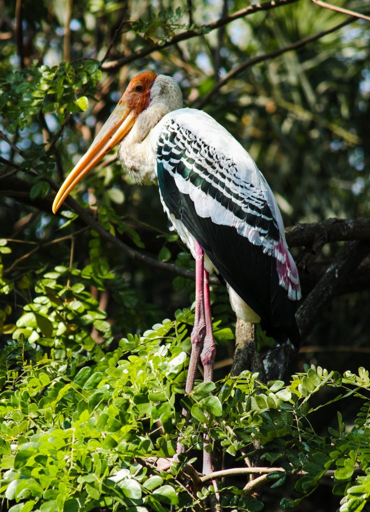 Painted Stork - PixaHive