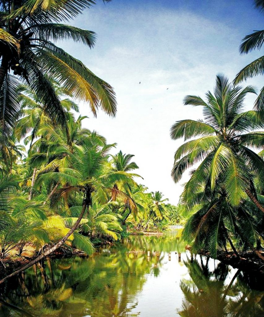 Palm trees and water in Kerala - PixaHive