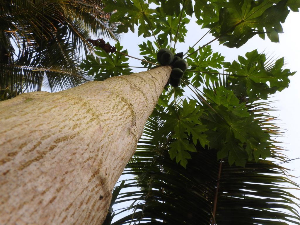 Papaya tree - PixaHive