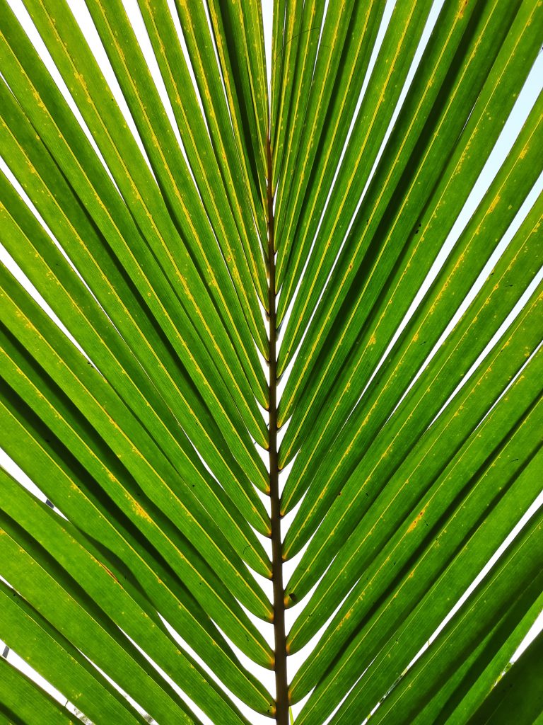 Pattern of a plant leaves - PixaHive