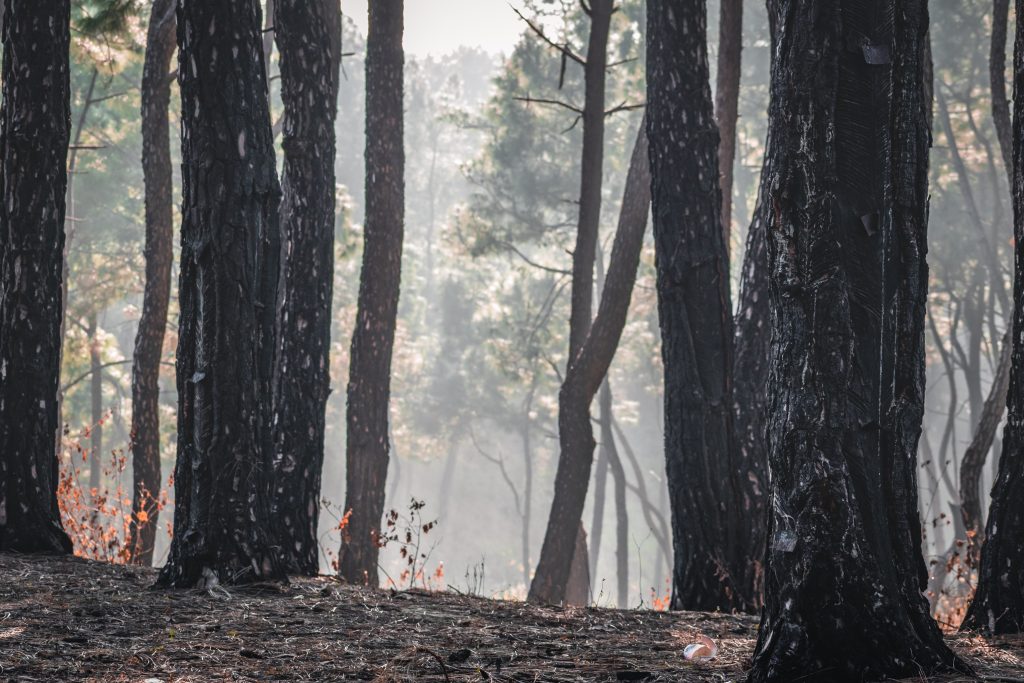 Pine trees trunks - PixaHive