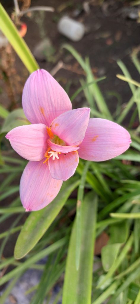 Pink colour flower - PixaHive