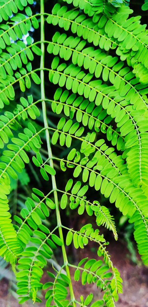 Plant leaf - PixaHive