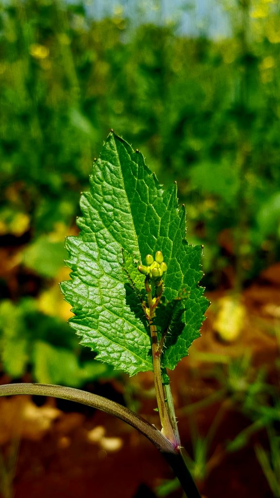 Plant leaf - PixaHive