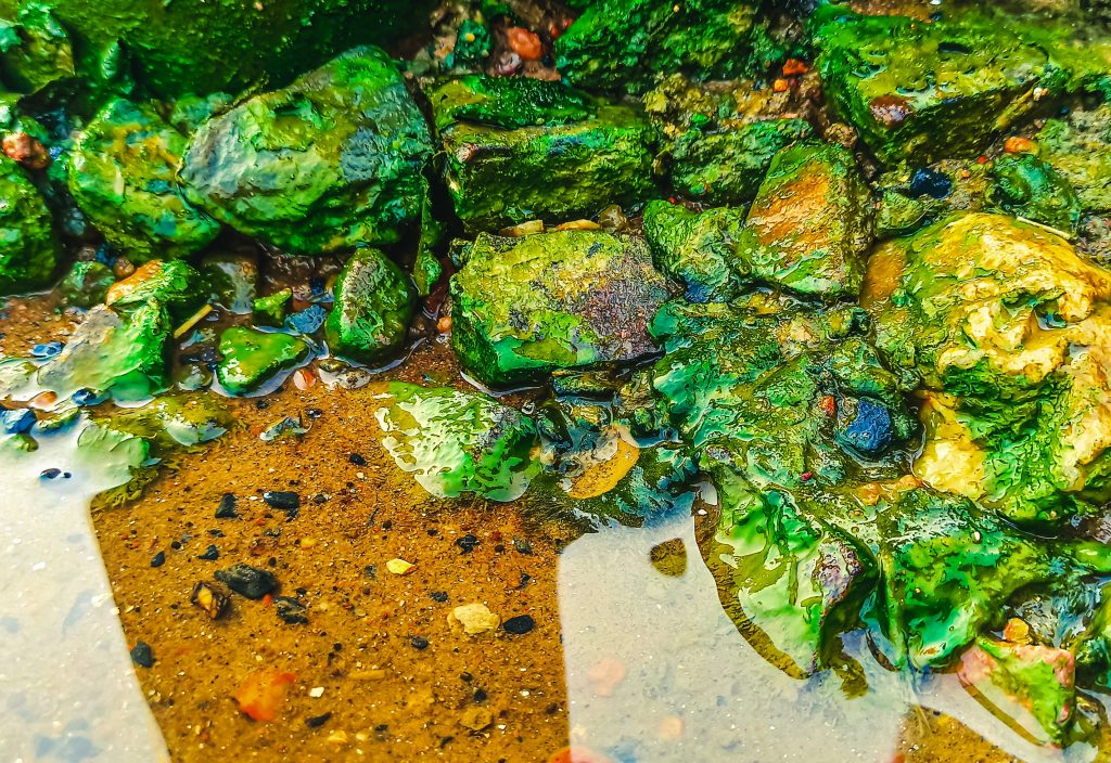 Wet rock stones near a pond - PixaHive
