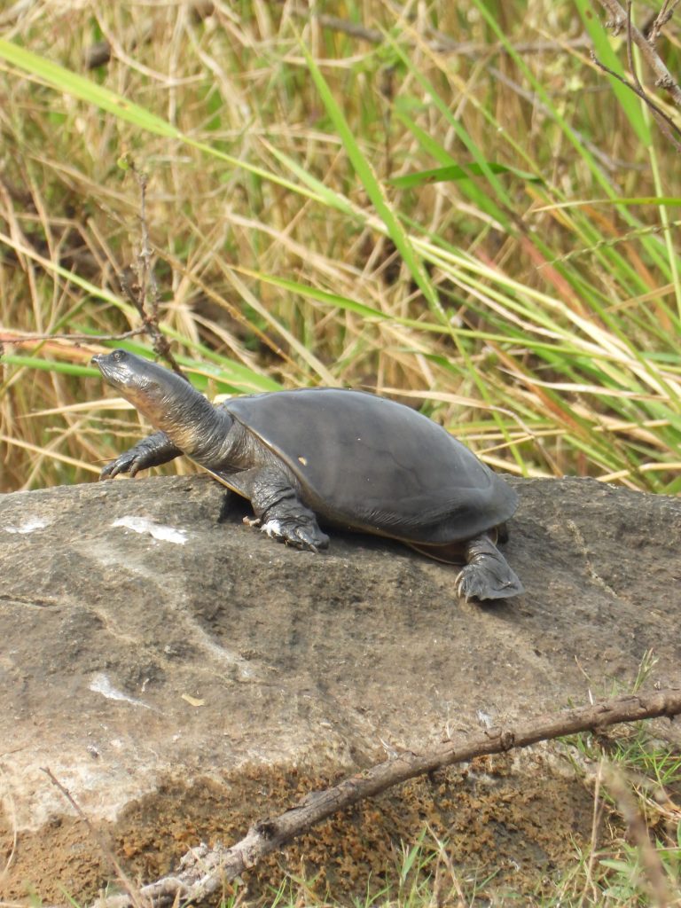 Pond Tortoise - PixaHive