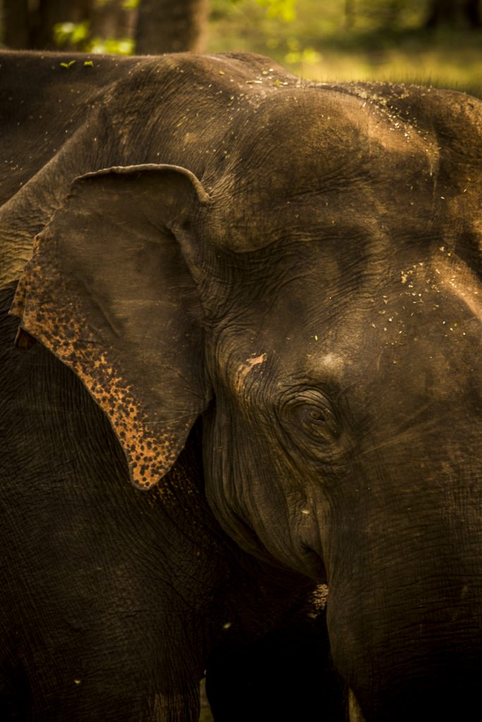 Portrait of An Elephant - PixaHive