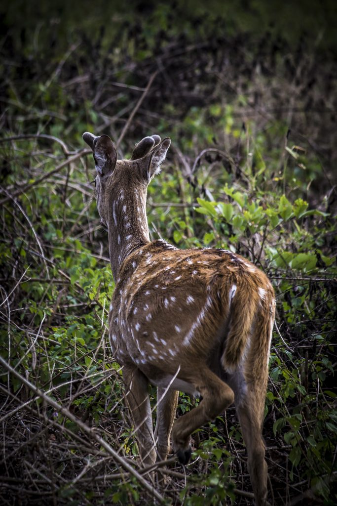 Portrait of a Chital Deer - PixaHive