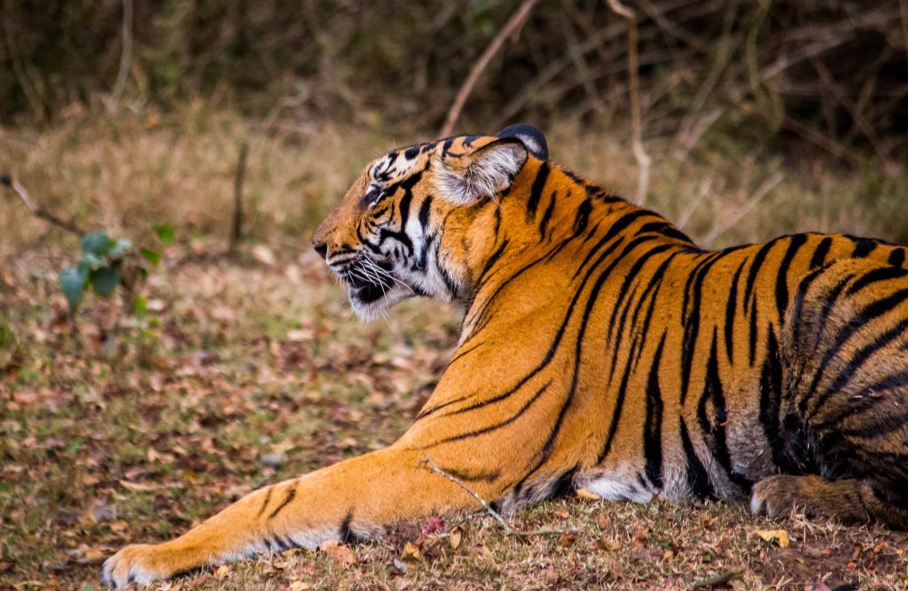 Portrait of a Female Tiger - PixaHive