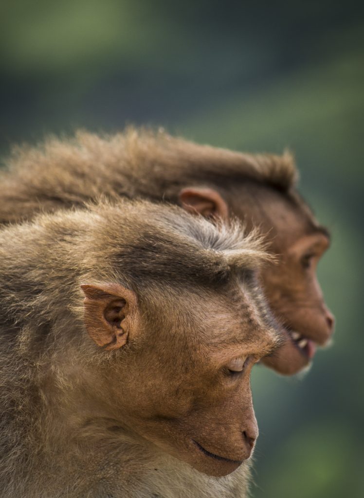 Portrait of a Monkey - PixaHive