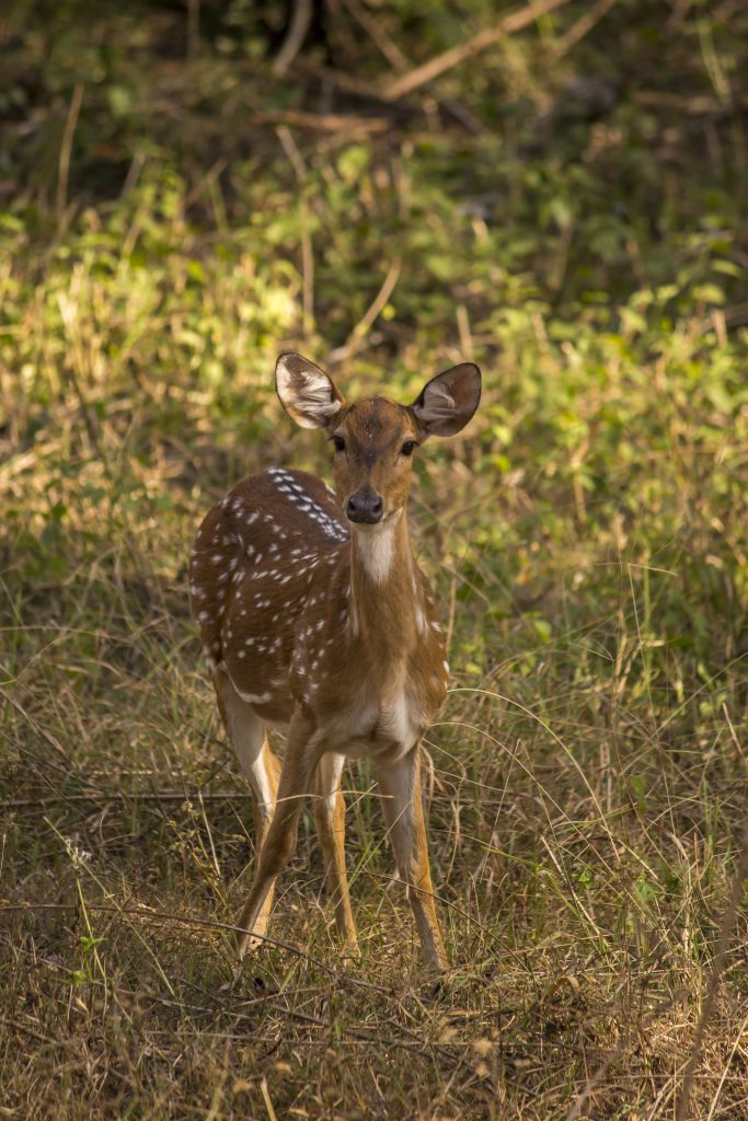Portrait of a Spotted Deer - PixaHive
