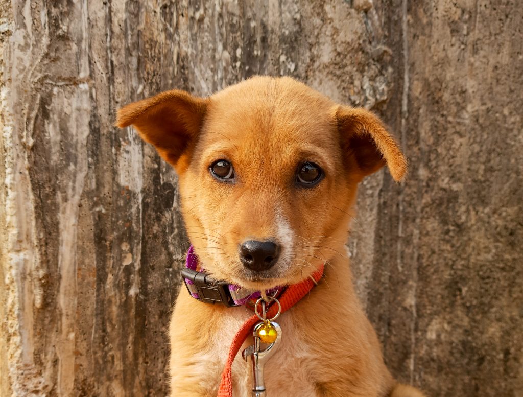 Portrait of puppy - PixaHive