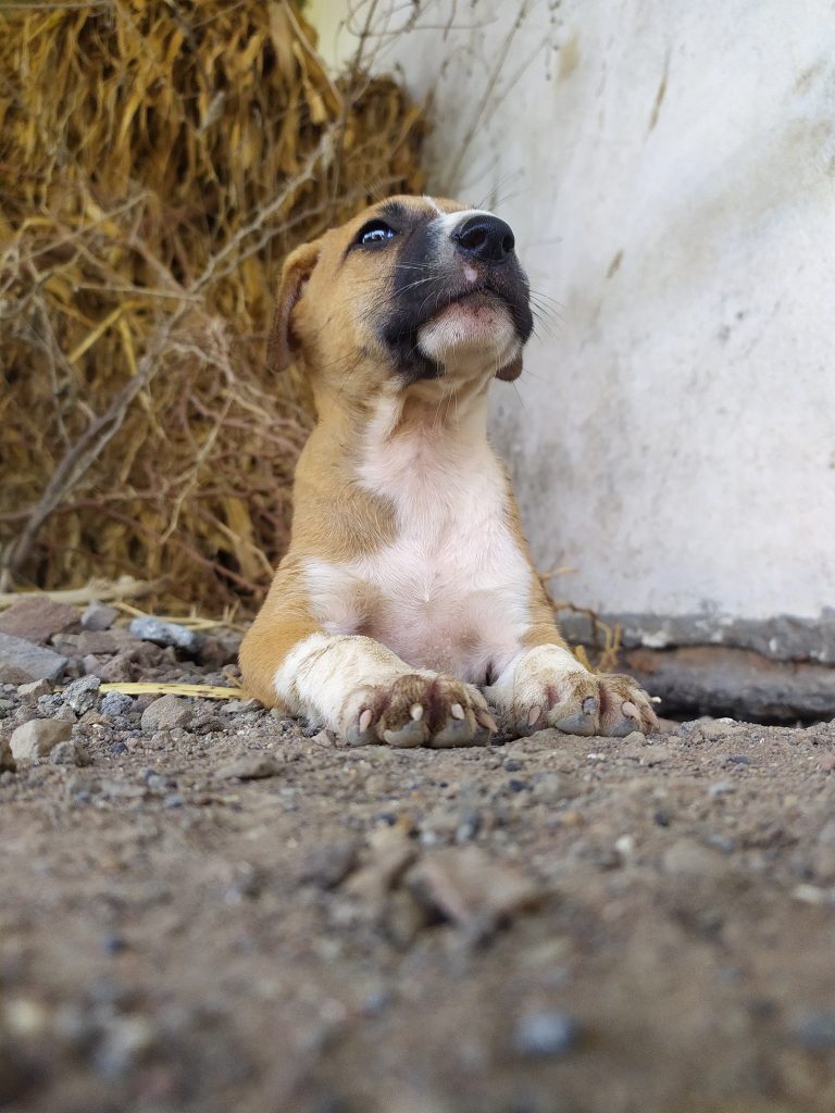 Puppy on ground - PixaHive