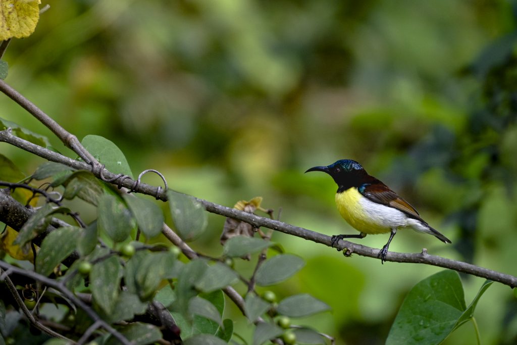 Purple rumped sunbird - PixaHive