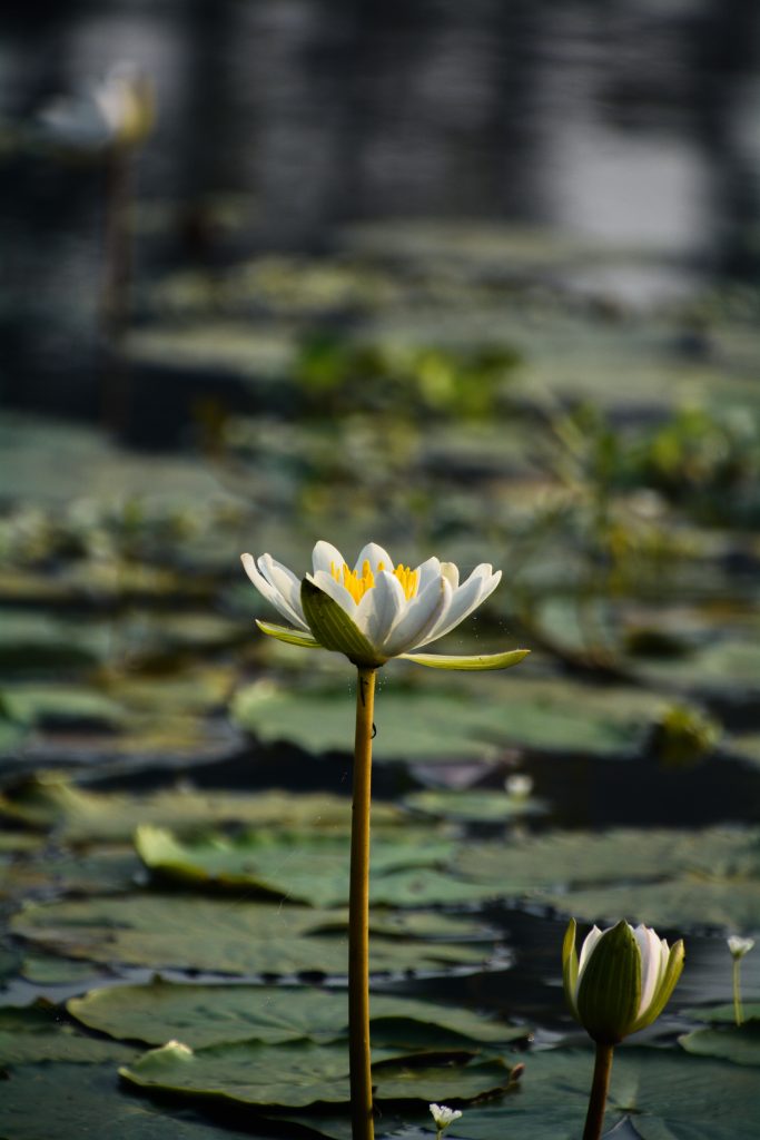 Queen flowers of water - PixaHive