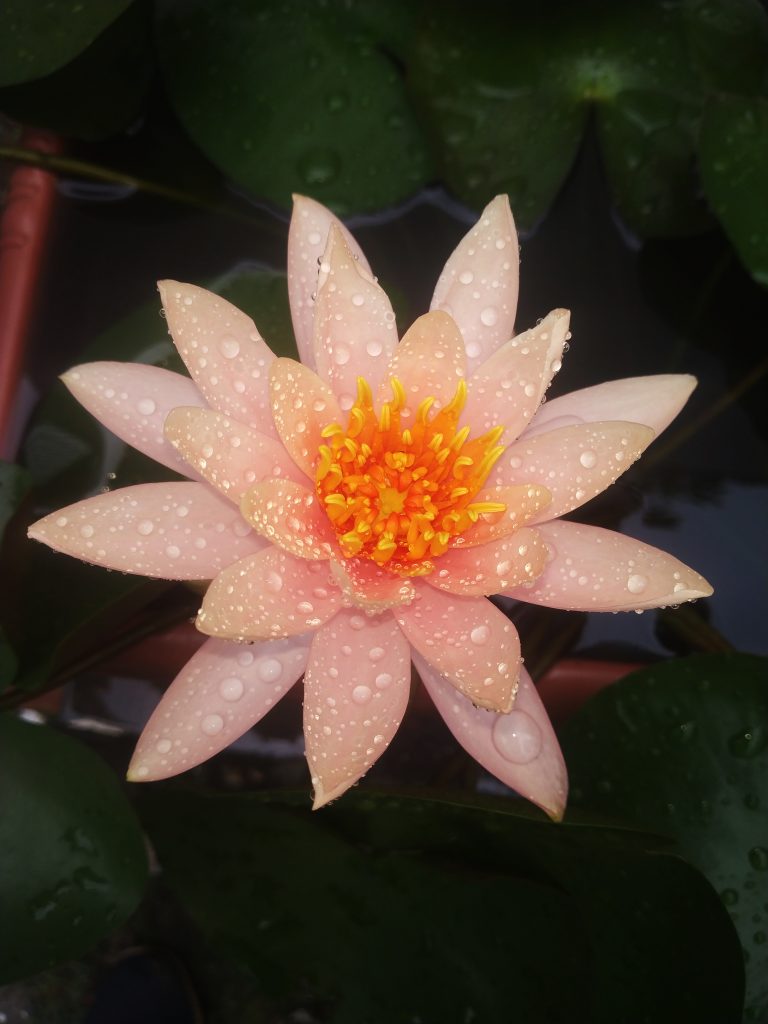 Rain drop - PixaHive