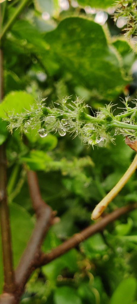 Rain drops on a plant - PixaHive