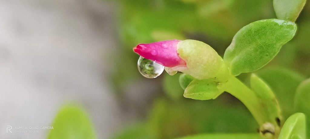 Raindrop ? - PixaHive