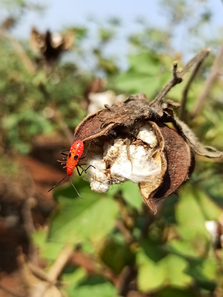 Red bug on cotton flower - PixaHive