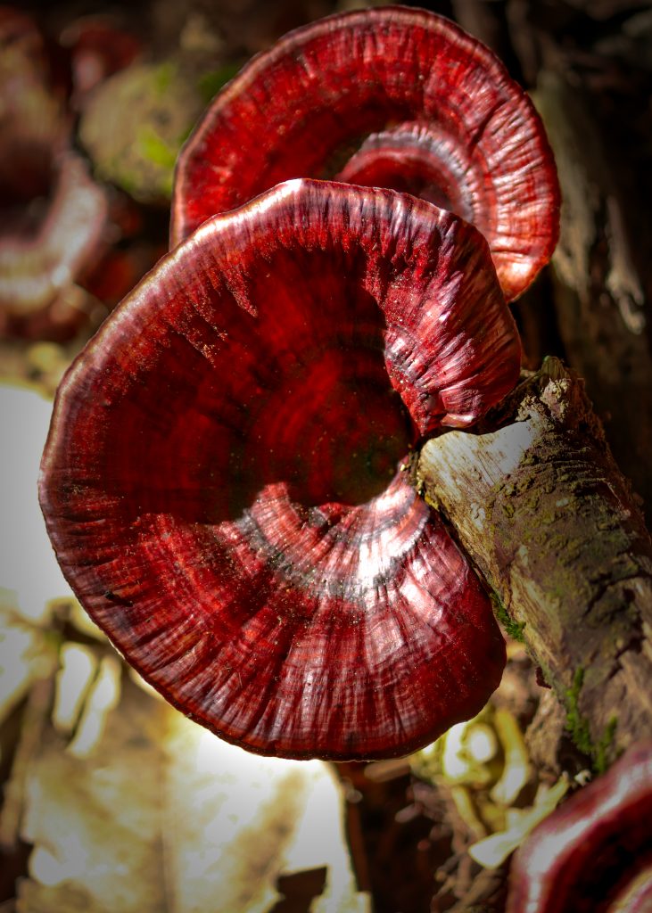 Red mushroom - PixaHive