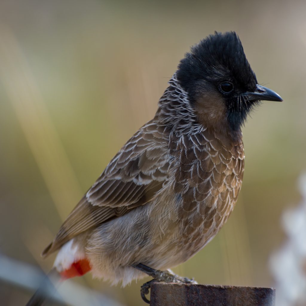 Red-vented Bulbul - PixaHive