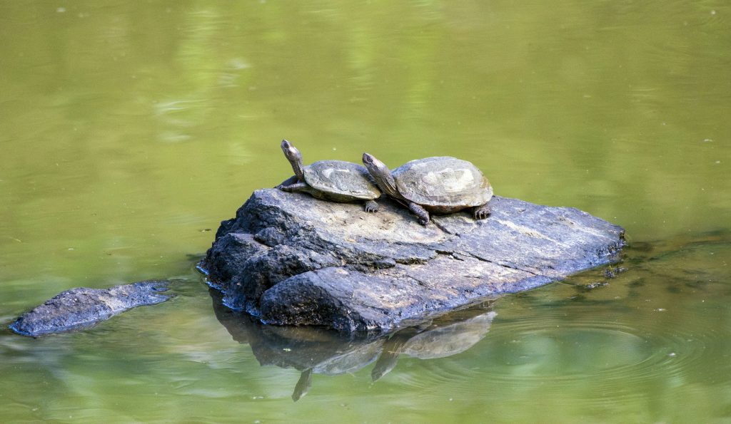 Reflection - PixaHive