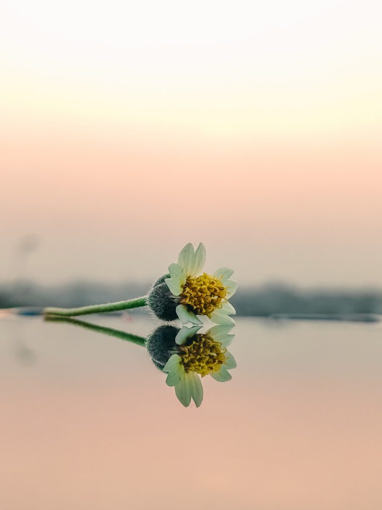 Reflection of a cut flower - PixaHive