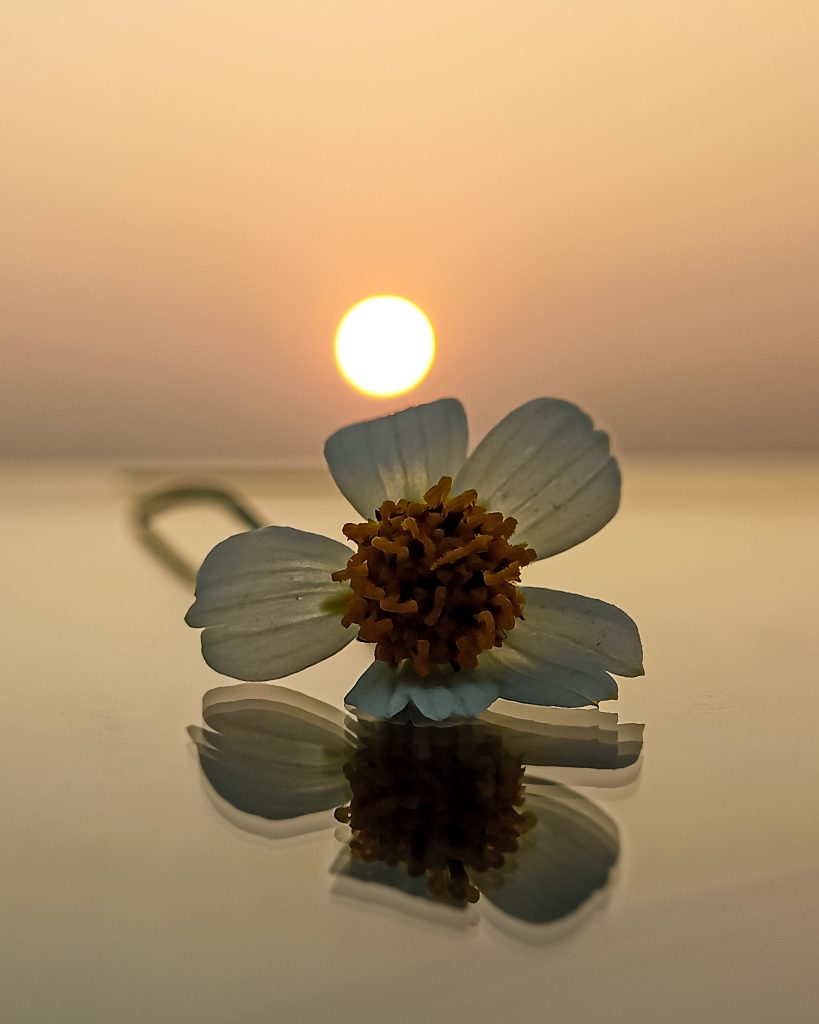 Reflection of flower in sunlight - PixaHive