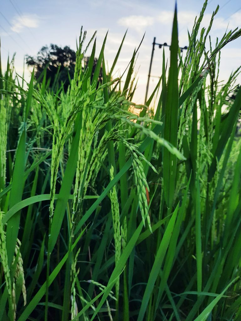 Rice crop in farm - PixaHive
