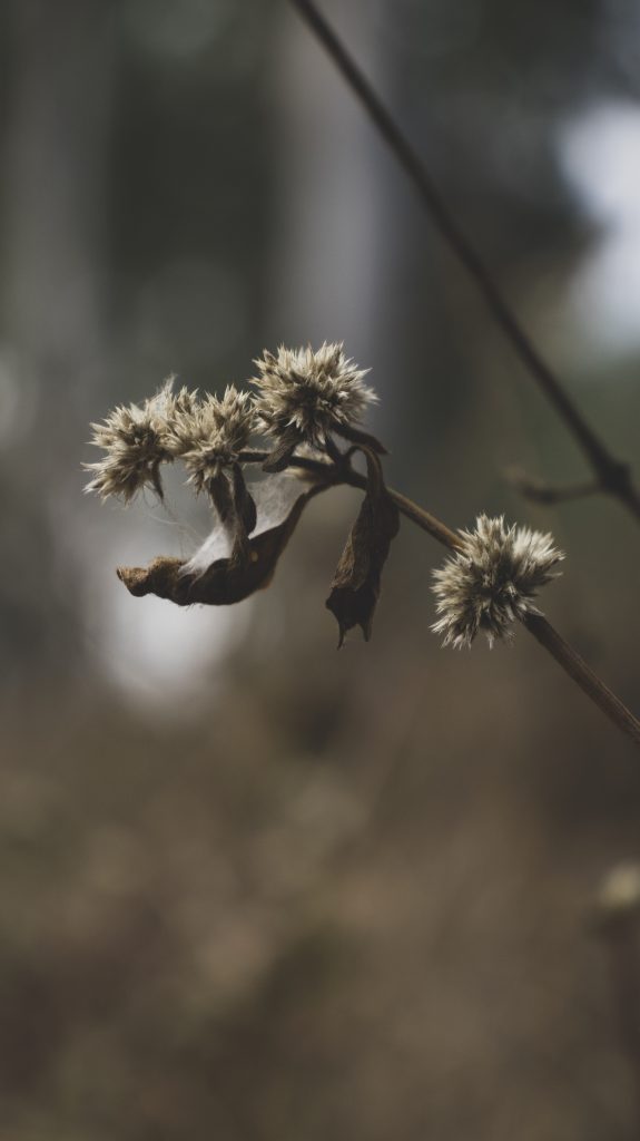 Rising Young Flowers - PixaHive