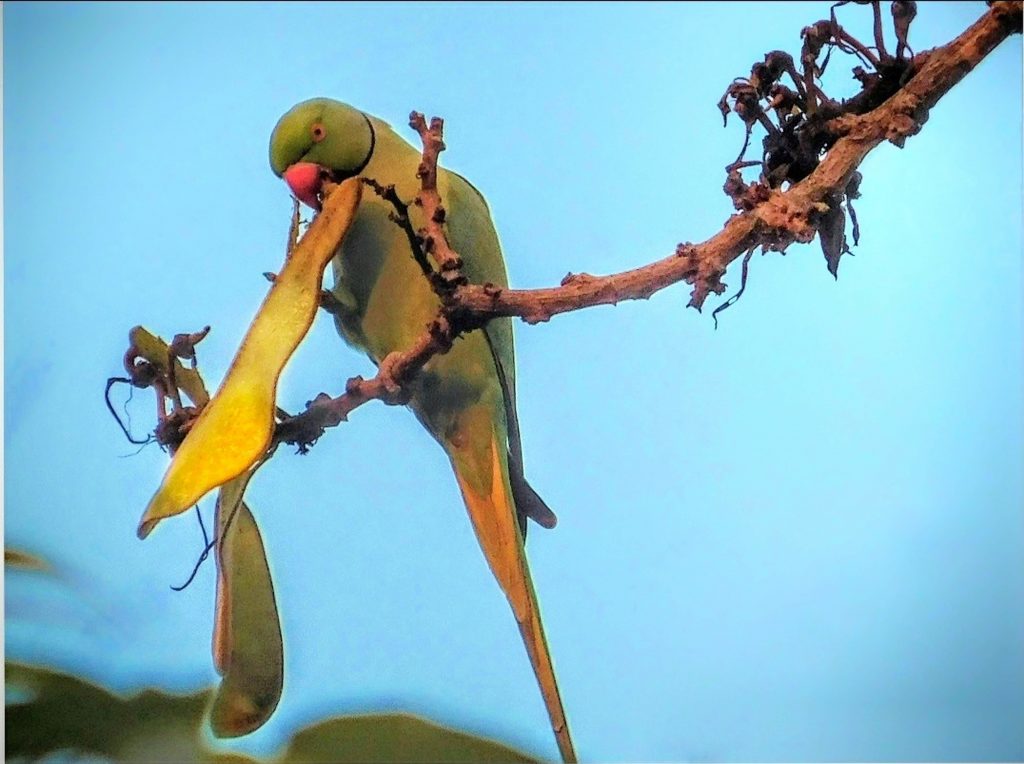 Rose ringed parakeet, Thirthahalli, Karnataka - PixaHive