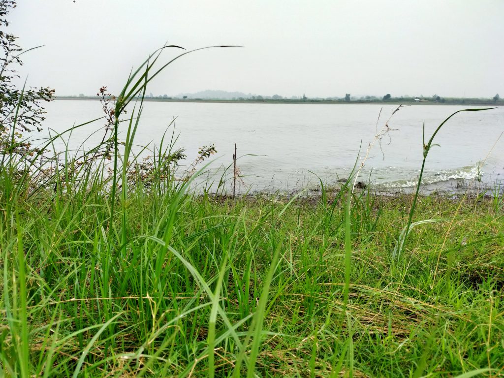 Grass at a riverbank - PixaHive