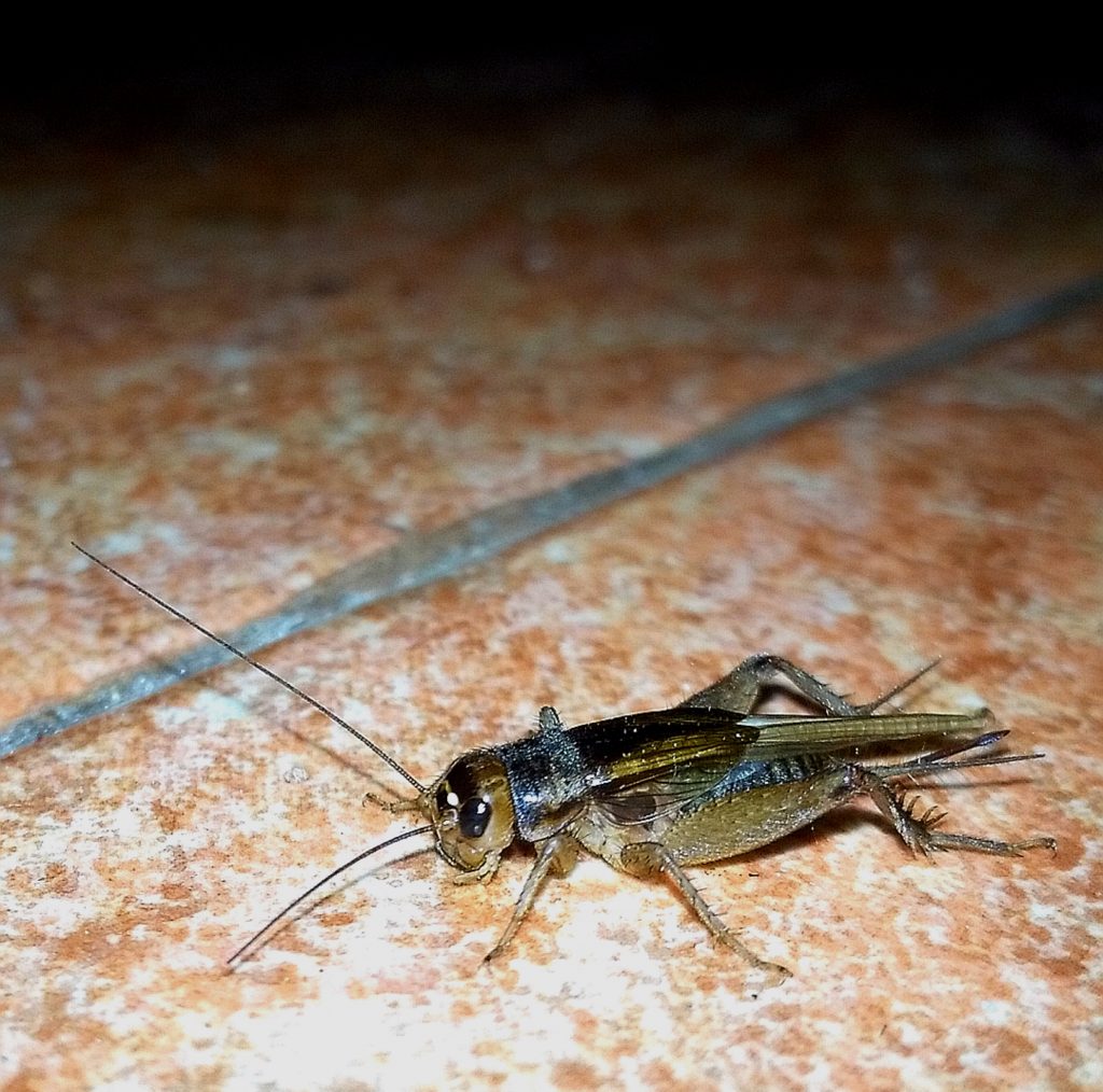 Golden Grasshopper - PixaHive