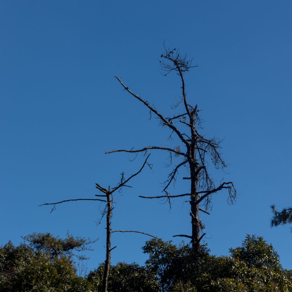 Dry and dead trees - PixaHive