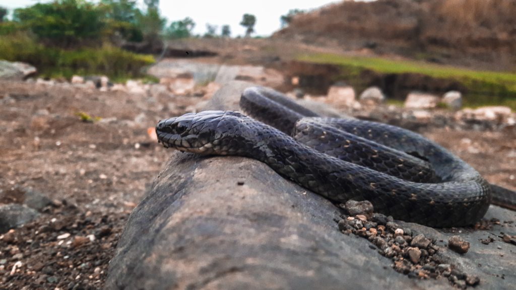 Snake on rock - PixaHive