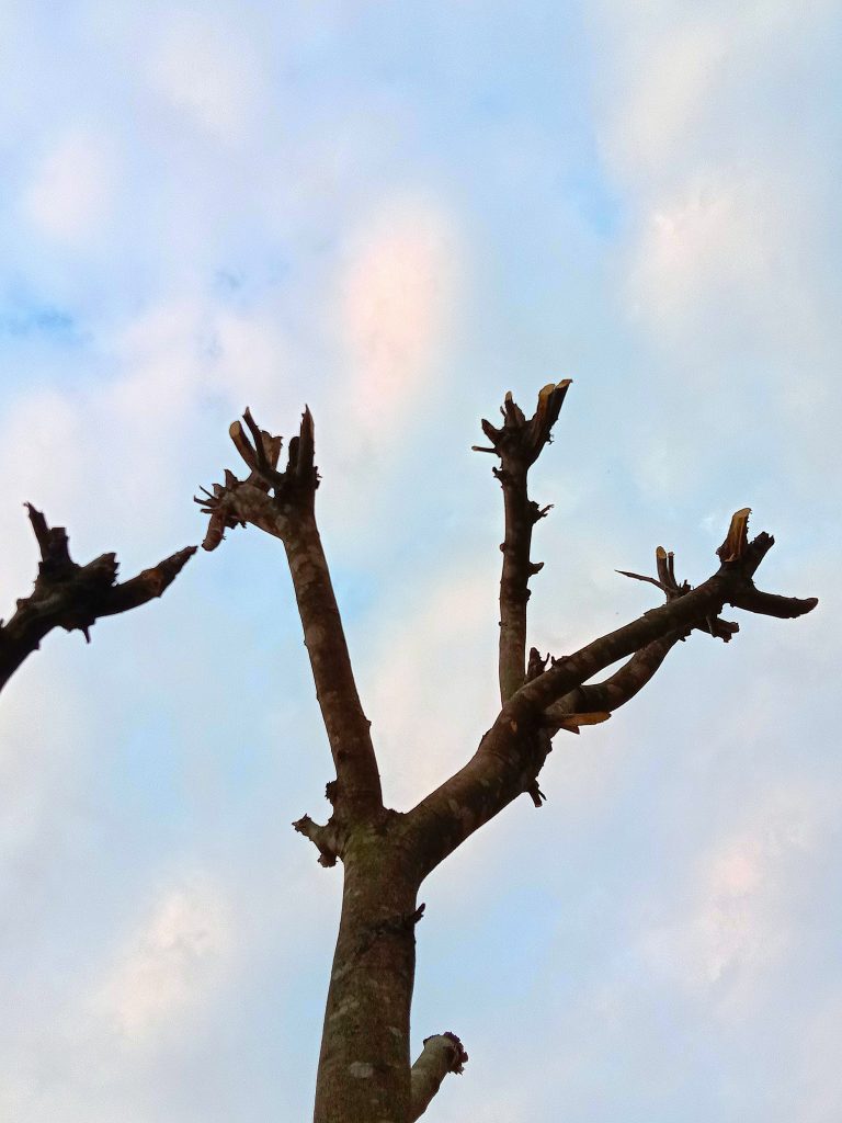 Solitary Tree - PixaHive