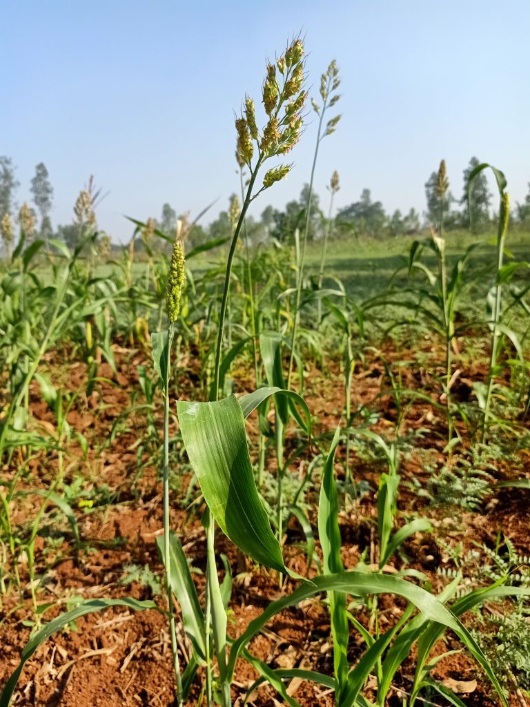 Sorghum Plants - PixaHive
