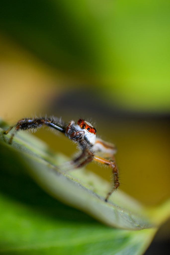 Spider - Free Image by AJM on PixaHive.com